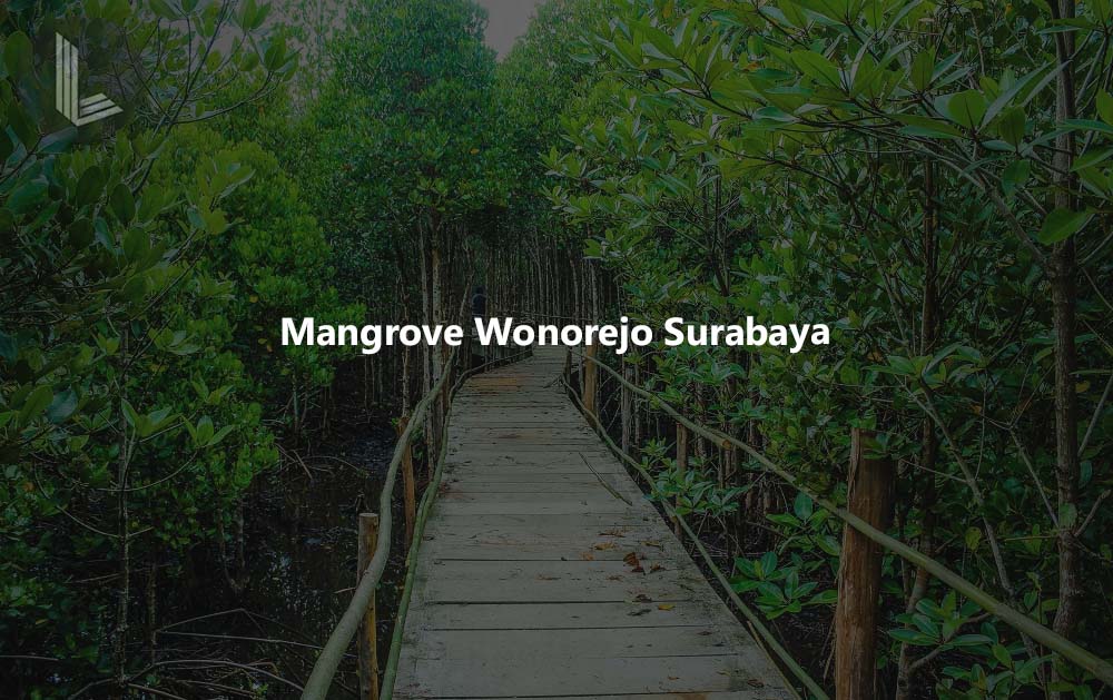 Wisata Mangrove Wonorejo Keindahan Alam Di Tengah Kota Surabaya